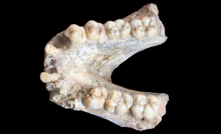 Gigantopithecus: Yaşamış En Büyük Primat - Evren Atlası