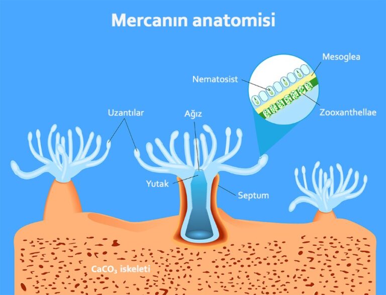 Mercanlar: Özellikleri ve Yaşam İçin Önemi - Evren Atlası